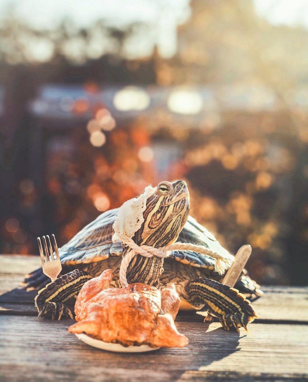 Meet Squishy And Rosy: The Turtles Have Their Instagram Followers ...