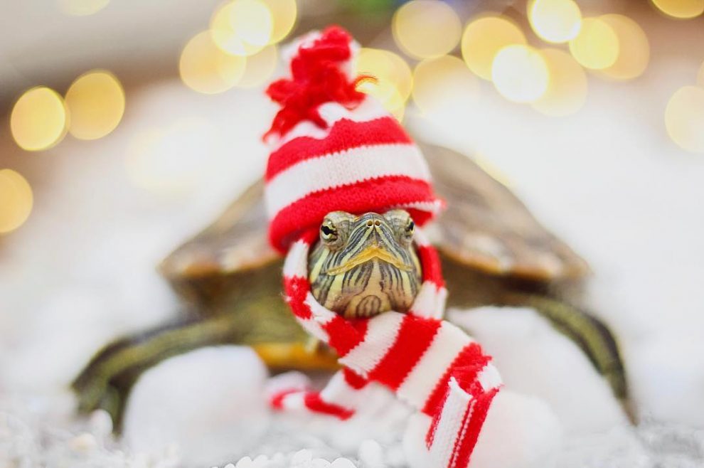 Meet Squishy And Rosy: The Turtles Have Their Instagram Followers ...