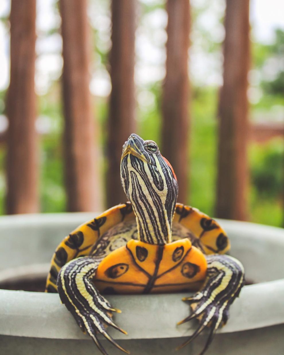 Meet Squishy And Rosy: The Turtles Have Their Instagram Followers ...