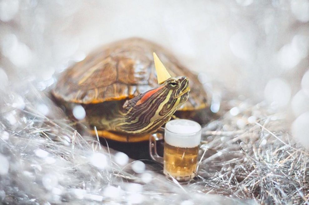 Meet Squishy And Rosy: The Turtles Have Their Instagram Followers ...