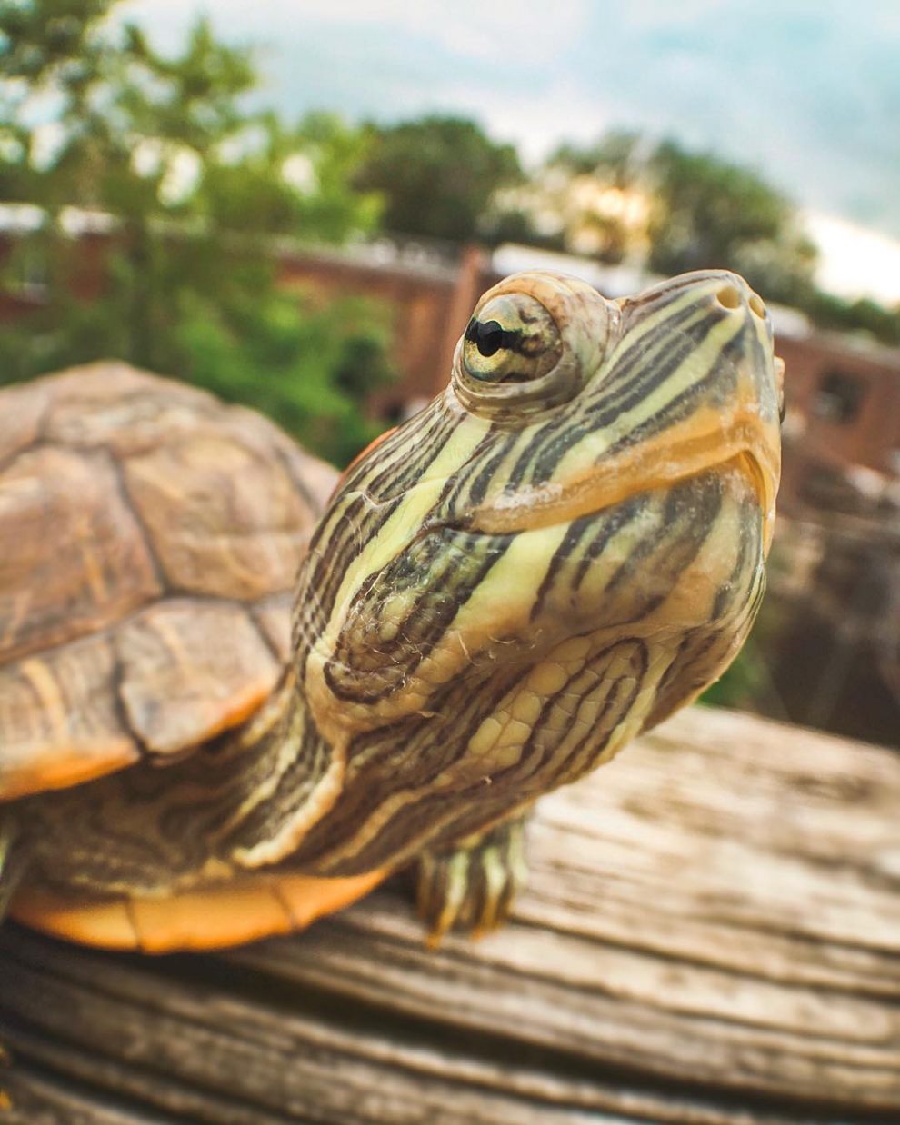 Meet Squishy And Rosy: The Turtles Have Their Instagram Followers ...