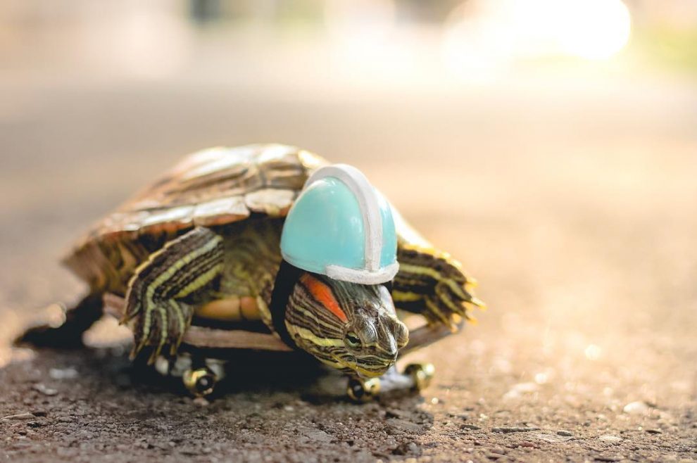 Meet Squishy And Rosy: The Turtles Have Their Instagram Followers ...