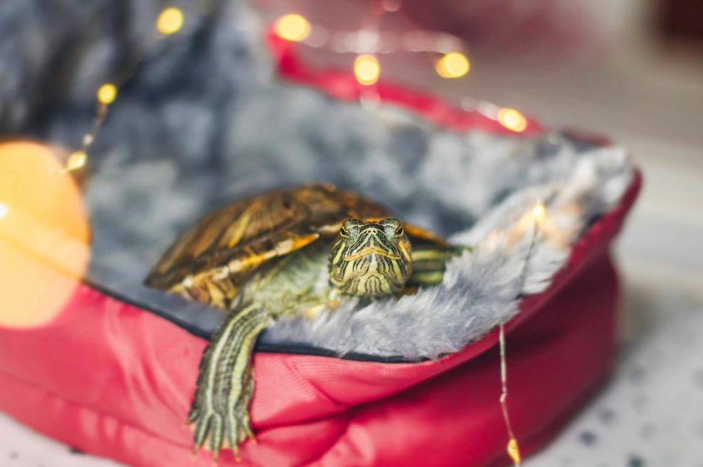 Meet Squishy And Rosy: The Turtles Have Their Instagram Followers ...