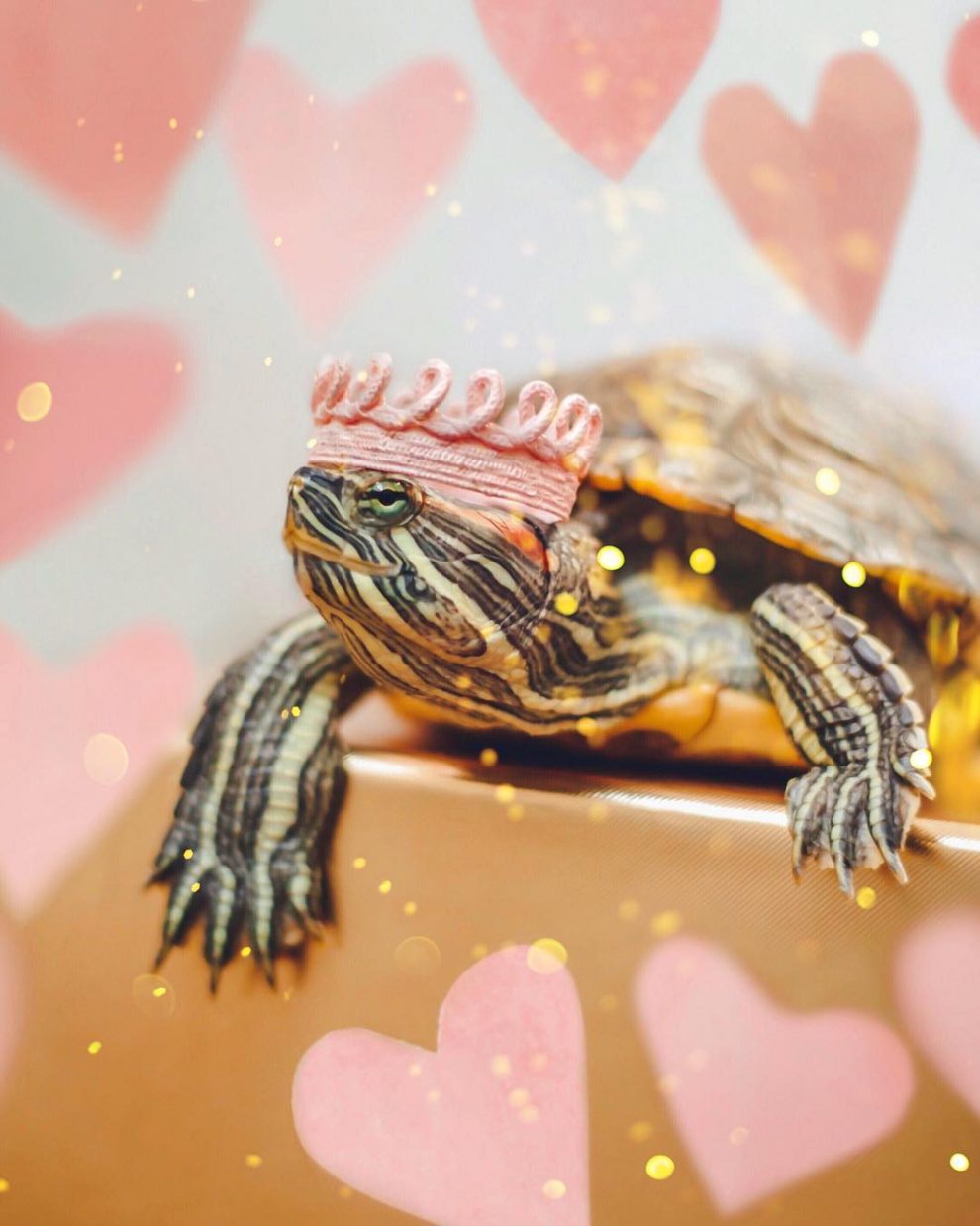 Meet Squishy And Rosy: The Turtles Have Their Instagram Followers ...