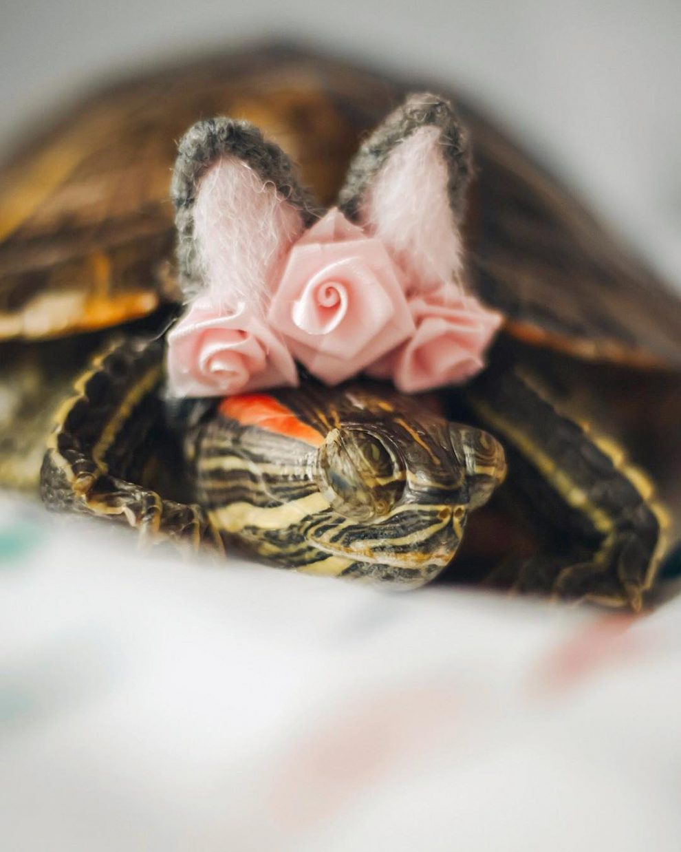 Meet Squishy And Rosy: The Turtles Have Their Instagram Followers ...