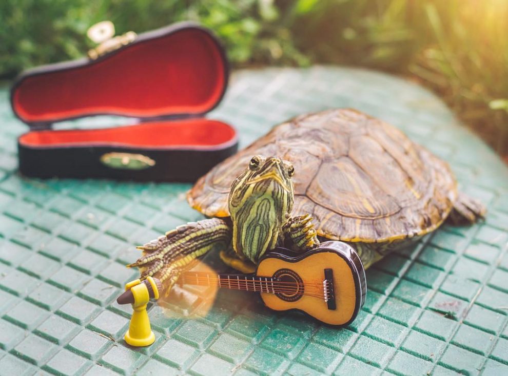 Meet Squishy And Rosy: The Turtles Have Their Instagram Followers ...