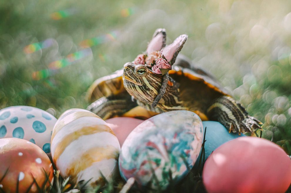 Meet Squishy And Rosy: The Turtles Have Their Instagram Followers ...