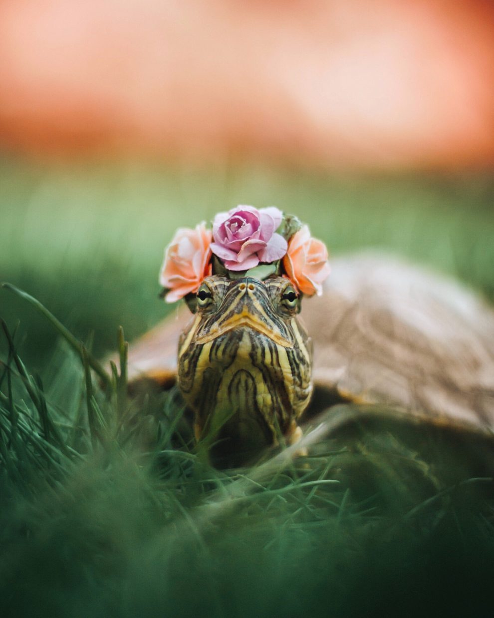 Meet Squishy And Rosy: The Turtles Have Their Instagram Followers ...