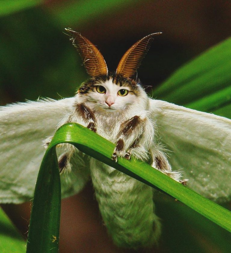 This Artist Makes Funny And Creepy Cat Hybrids Bred In Photoshop. Have ...