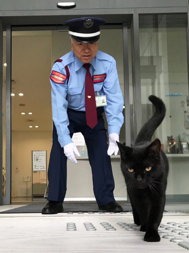These Two Cats In Japan Have Been Trying To Sneak Into A Museum For ...