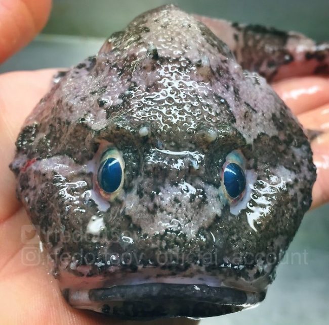 Designed By Nature: Russian Fisherman Posts Terrifying Creatures Of The ...