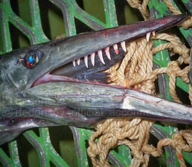 Designed By Nature: Russian Fisherman Posts Terrifying Creatures Of The ...