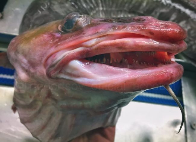 Designed By Nature: Russian Fisherman Posts Terrifying Creatures Of The ...