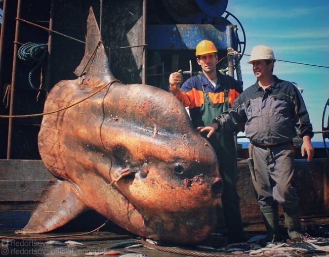 Designed By Nature: Russian Fisherman Posts Terrifying Creatures Of The ...