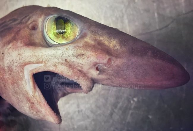 Designed By Nature: Russian Fisherman Posts Terrifying Creatures Of The ...