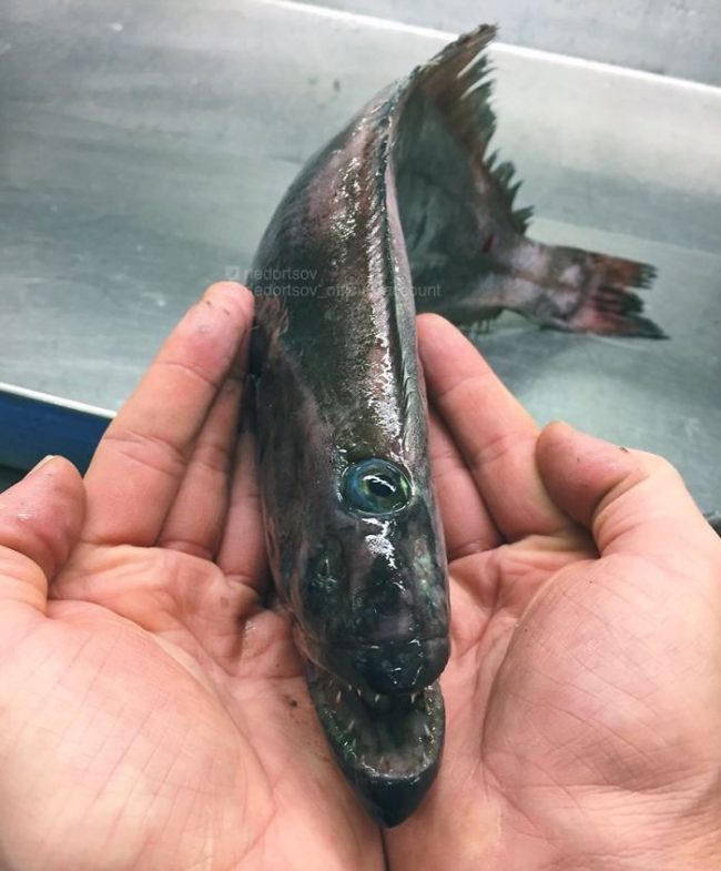 Designed By Nature: Russian Fisherman Posts Terrifying Creatures Of The ...