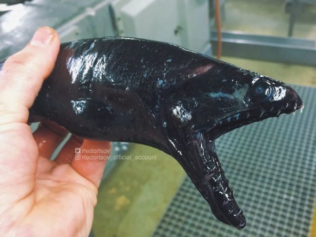 Designed By Nature: Russian Fisherman Posts Terrifying Creatures Of The ...