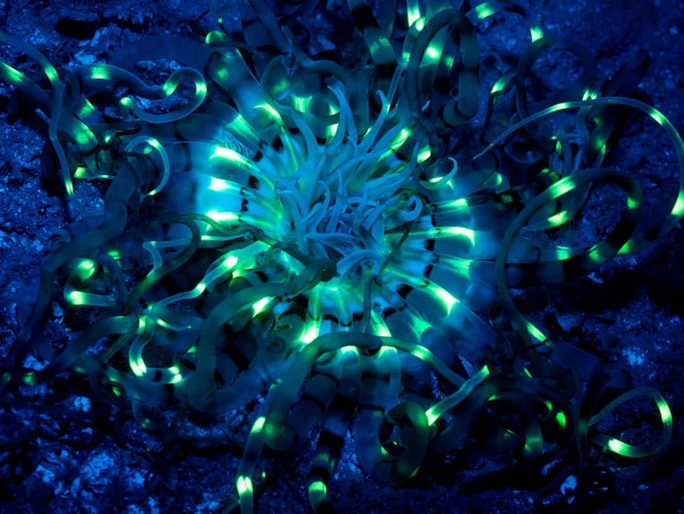Photographer Simon Pierce Captures Mysteriuos Neon Creatures Of The Sea ...