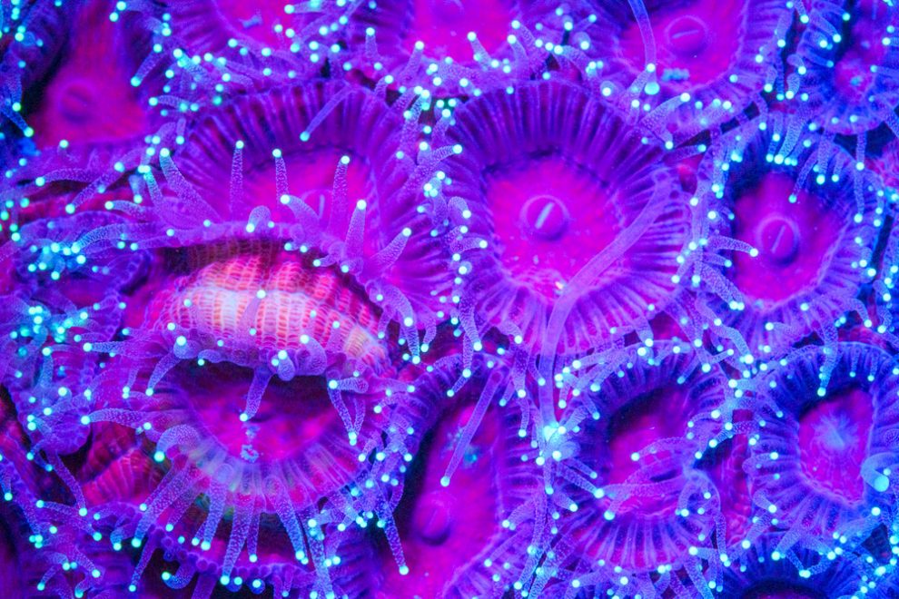 Photographer Simon Pierce Captures Mysteriuos Neon Creatures Of The Sea ...