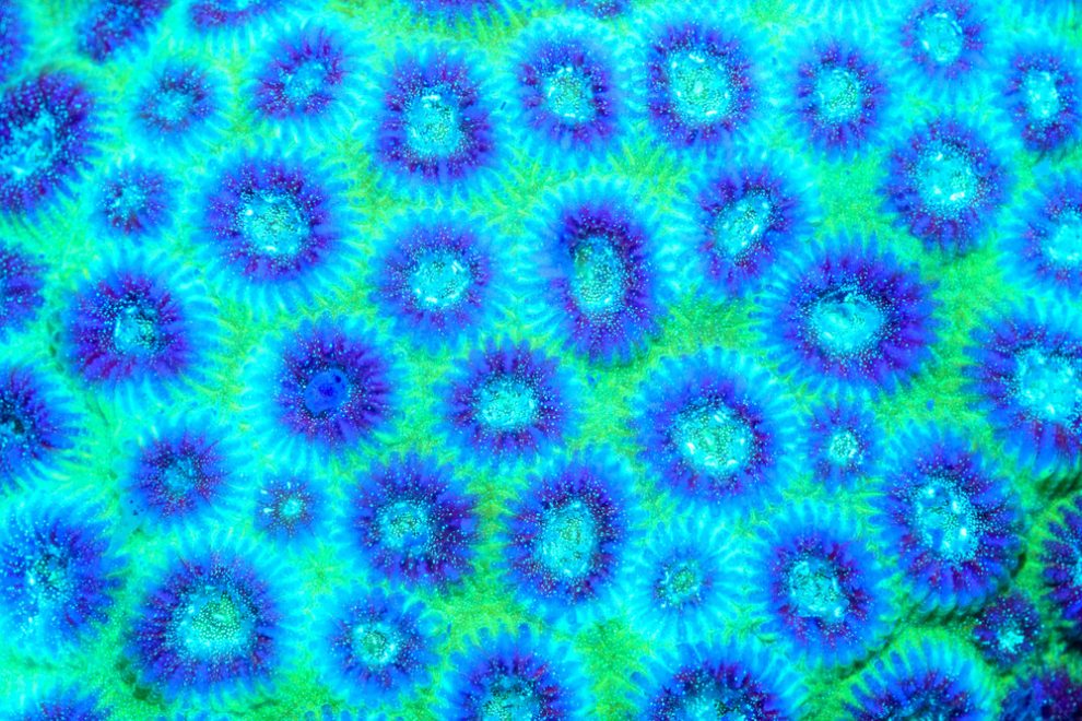 Photographer Simon Pierce Captures Mysteriuos Neon Creatures Of The Sea ...