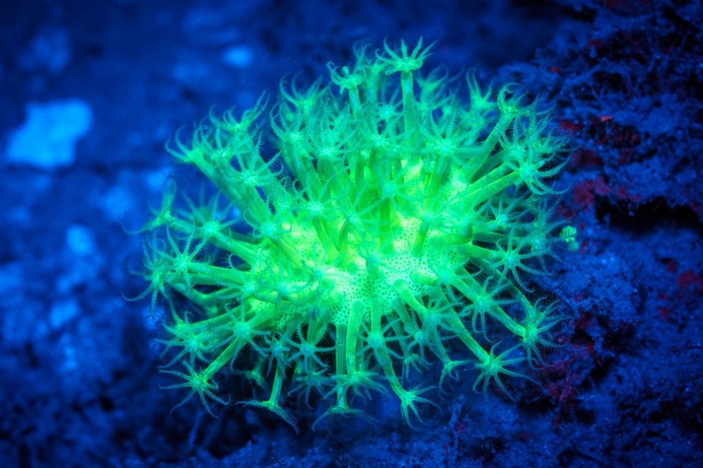 Photographer Simon Pierce Captures Mysteriuos Neon Creatures Of The Sea ...