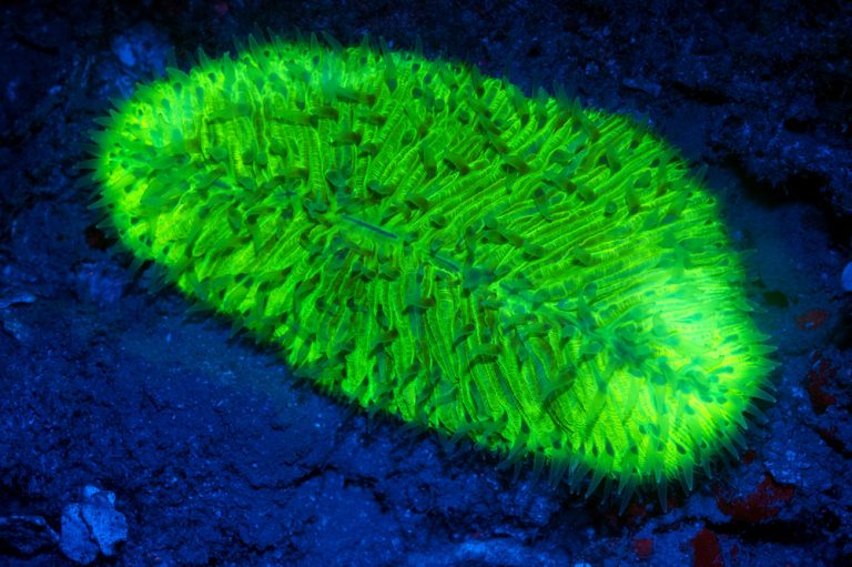 Photographer Simon Pierce Captures Mysteriuos Neon Creatures Of The Sea ...