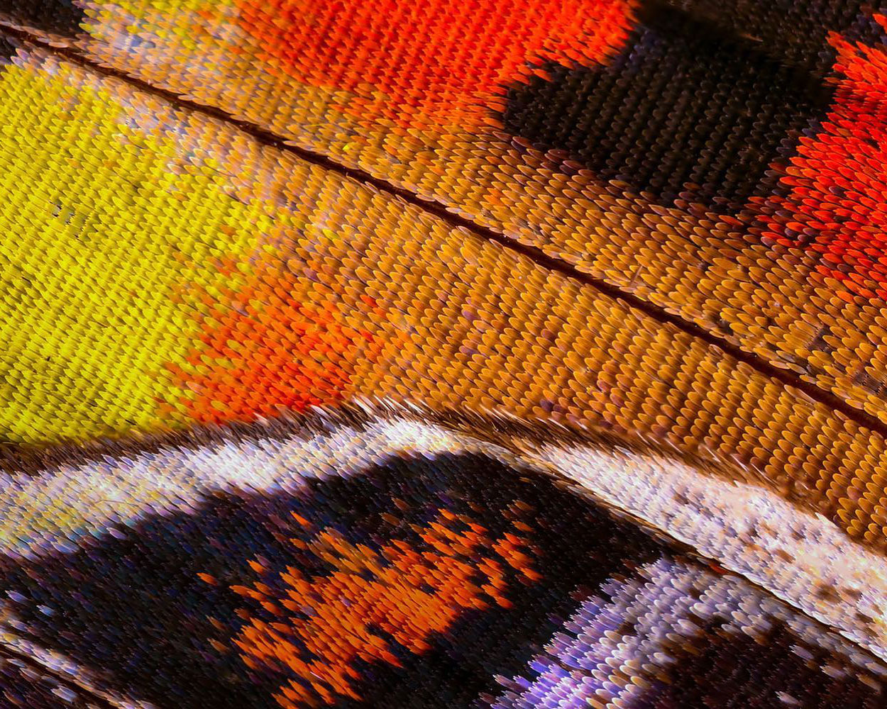 Unbelievable Photos Show The Microscopic Beauty Of Butterfly Wings ...