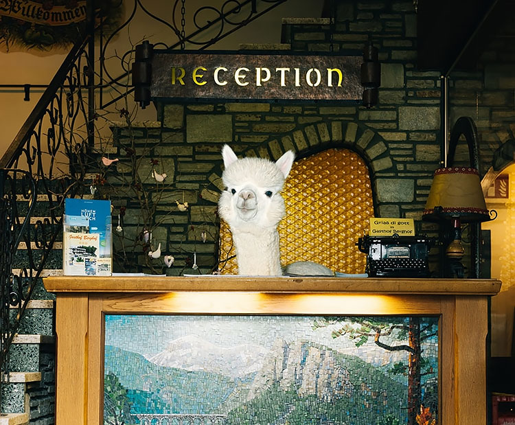 Adorable 2019 Calendar Of Alpacas Living Luxuriously All Year Long ...