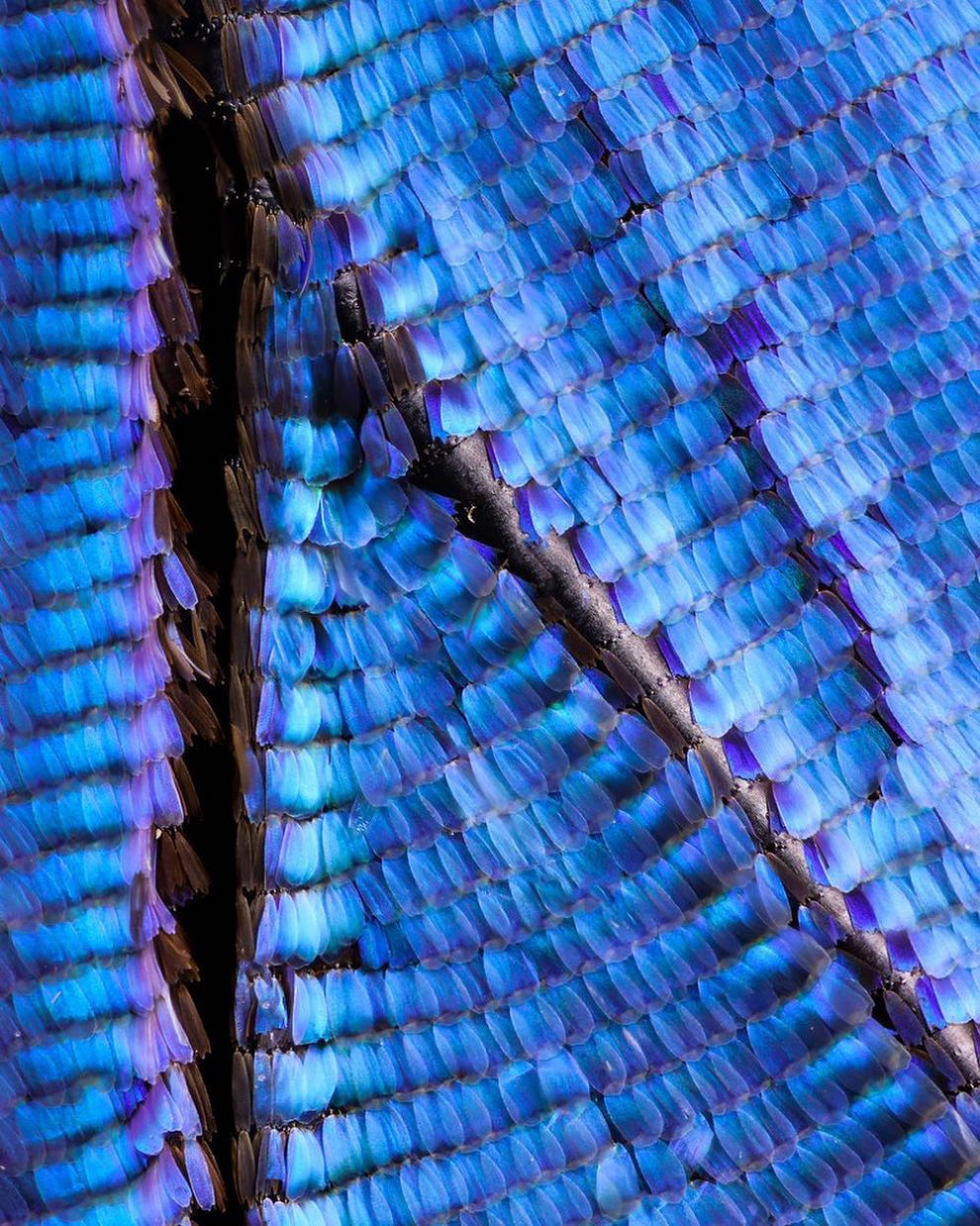 Unbelievable Photos Show The Microscopic Beauty Of Butterfly Wings ...