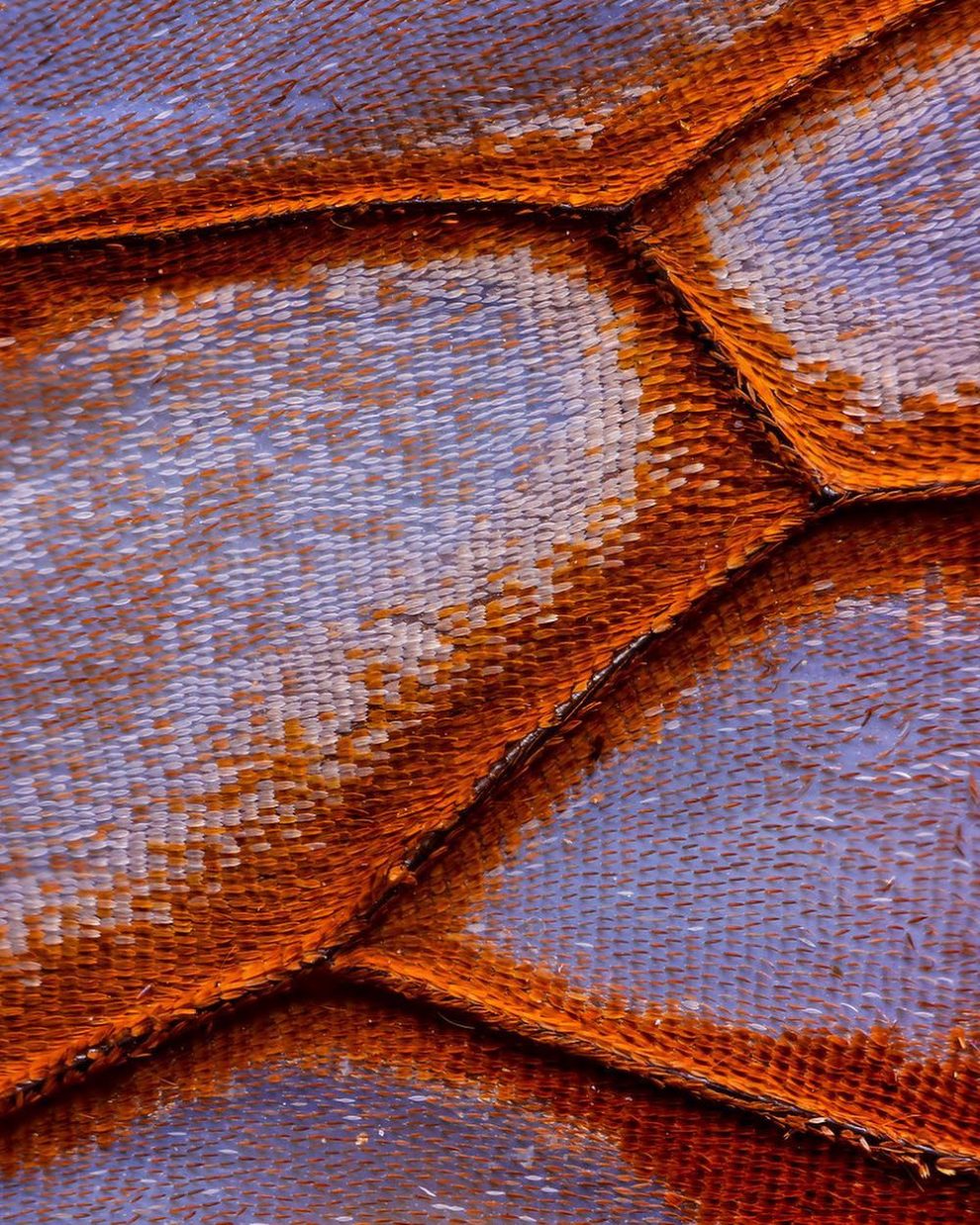 Unbelievable Photos Show The Microscopic Beauty Of Butterfly Wings ...