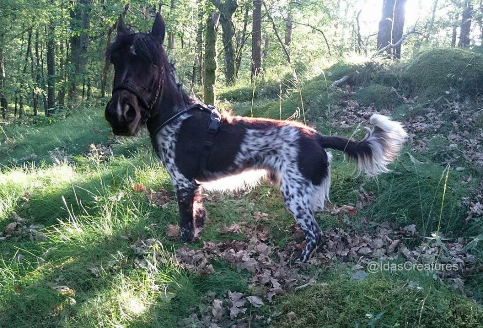 People Are Submitting Pics Of Their Pets To This Instagrammer, And She ...
