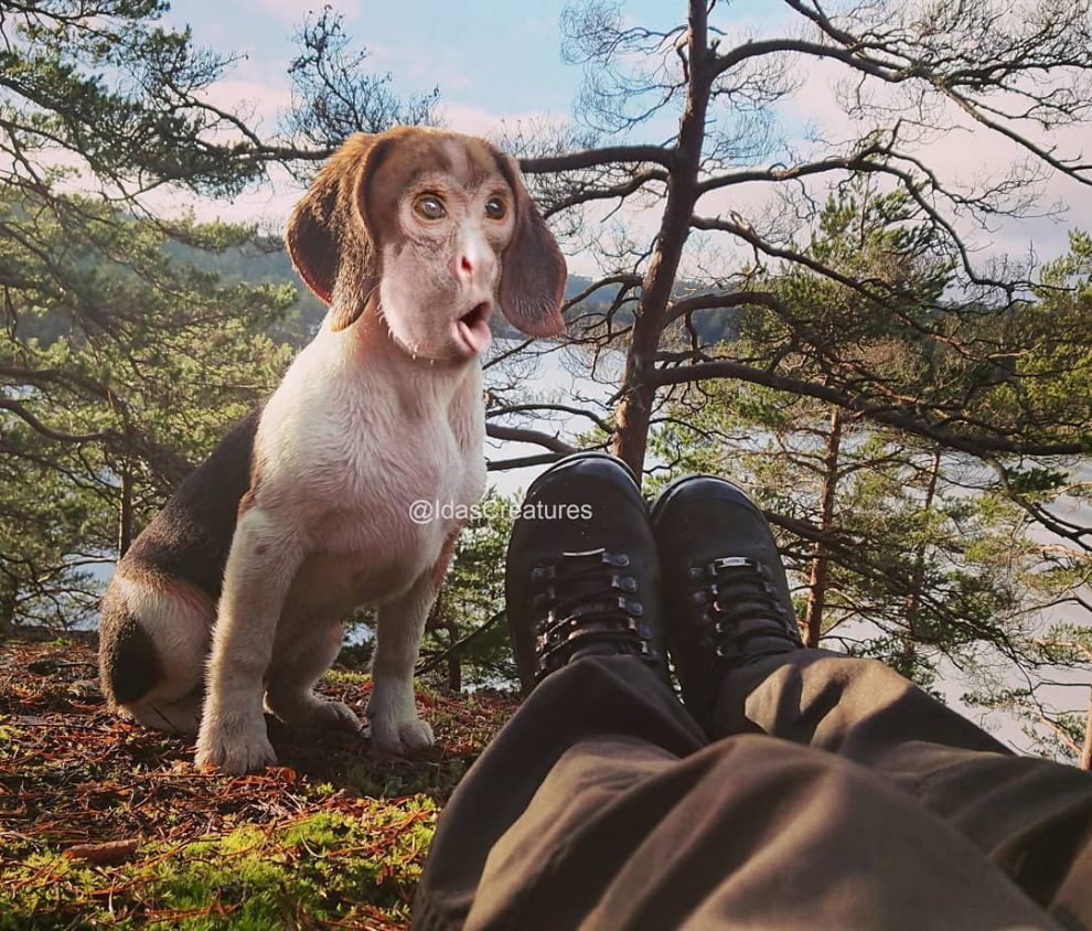 People Are Submitting Pics Of Their Pets To This Instagrammer, And She ...