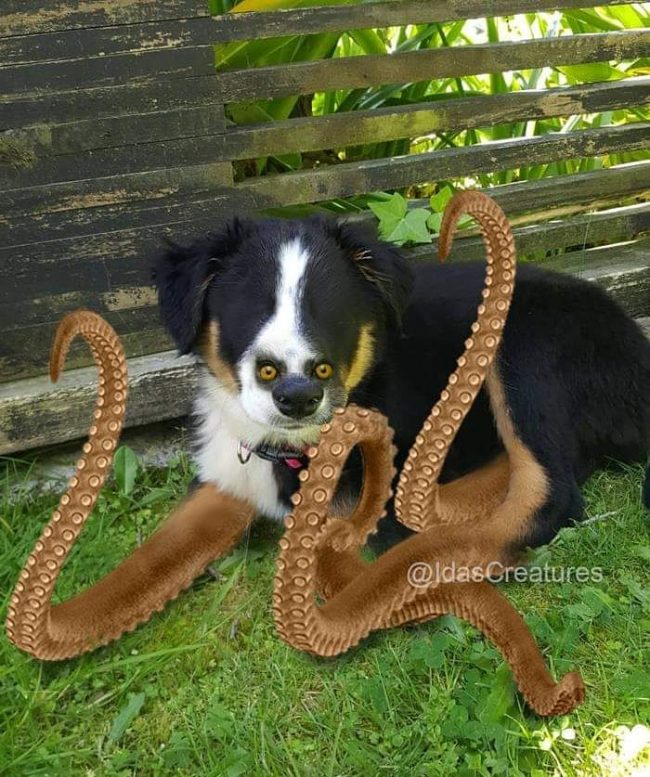 People Are Submitting Pics Of Their Pets To This Instagrammer, And She ...