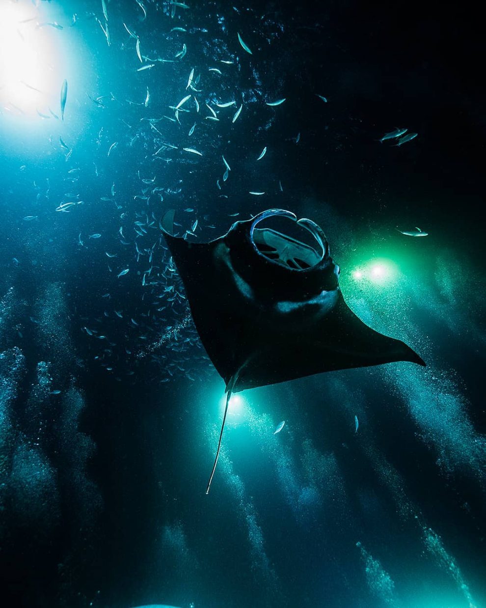“The Big Blue”: Astonishing Underwater And Freediving Photography By ...