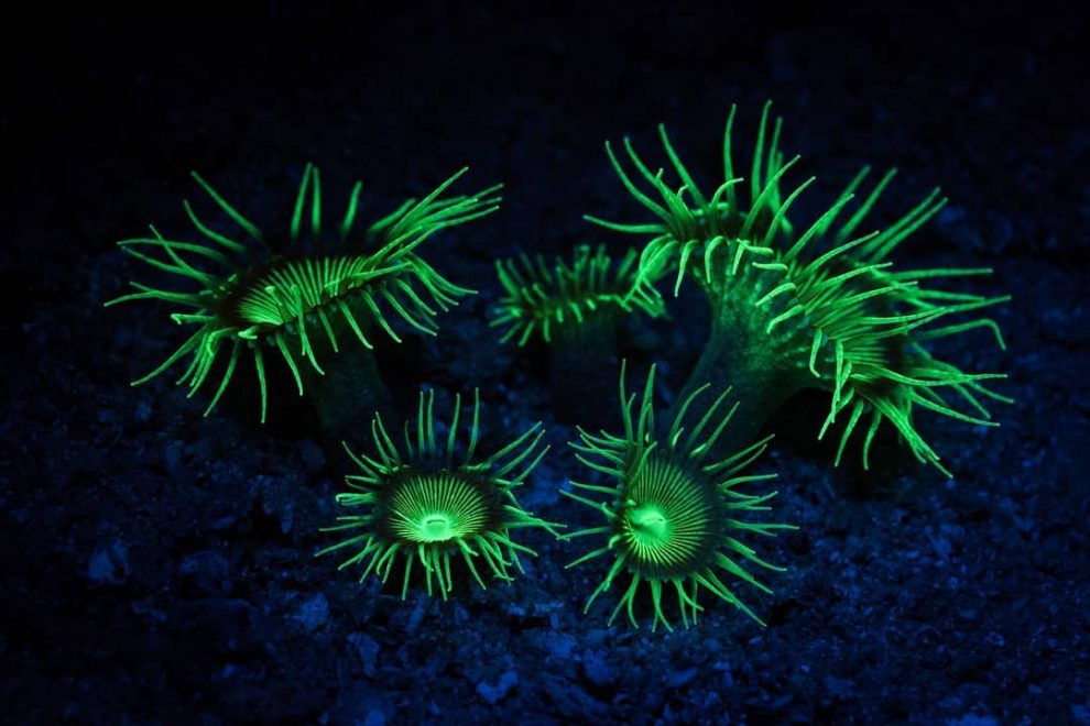 Photographer Simon Pierce Captures Mysteriuos Neon Creatures Of The Sea ...