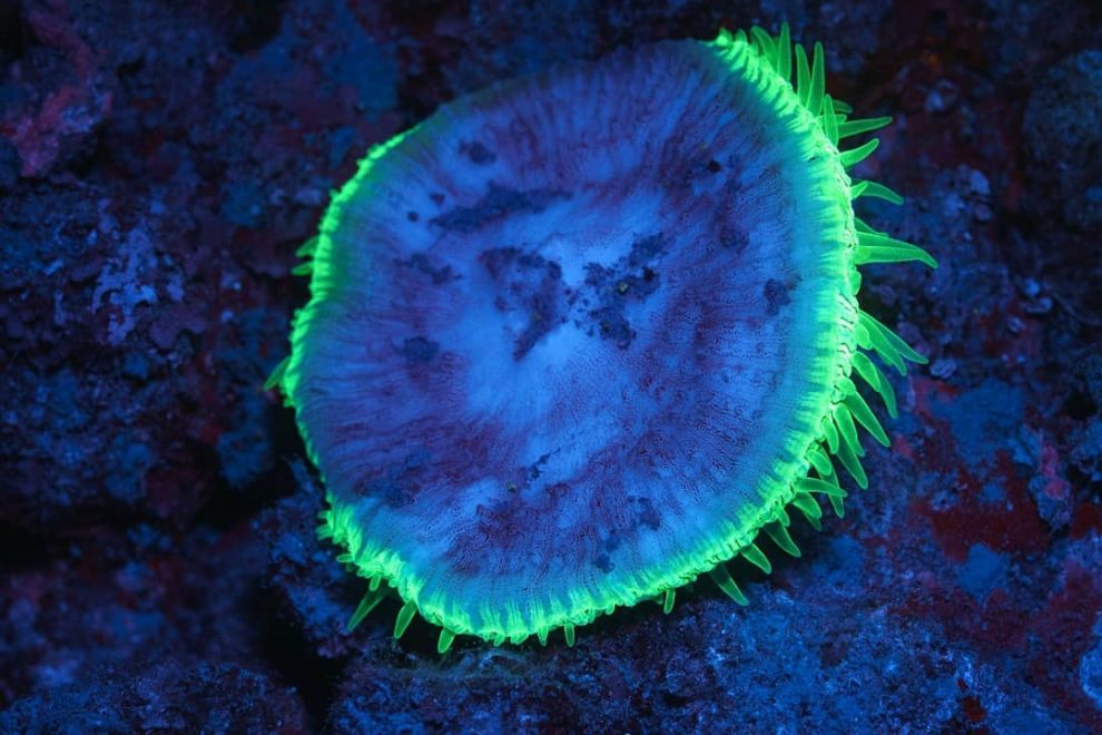 Photographer Simon Pierce Captures Mysteriuos Neon Creatures Of The Sea ...