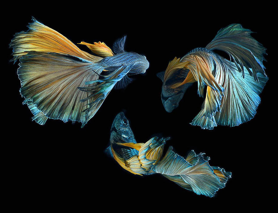 This Thai Photographer Captures Aquarium Fish Like No Other » Design ...