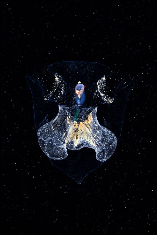 Look at All These Insane Deep-Sea Creatures Biologist Just Found In ...