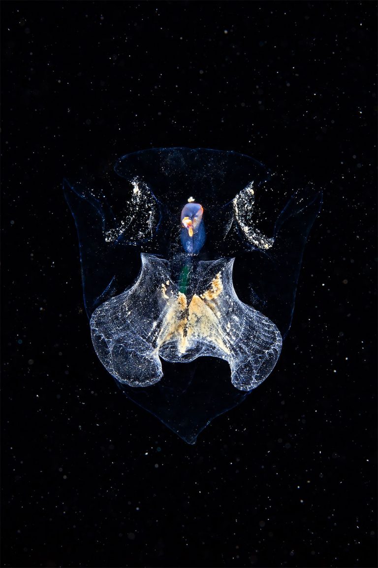 Look at All These Insane Deep-Sea Creatures Biologist Just Found In ...