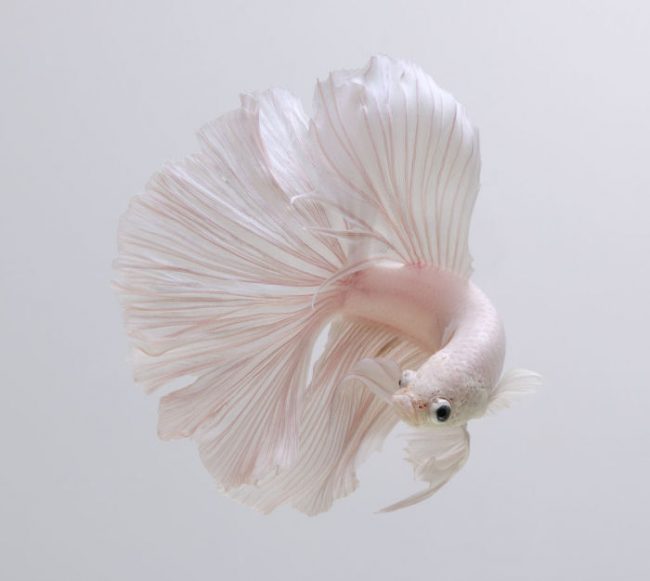 This Thai Photographer Captures Aquarium Fish Like No Other » Design ...
