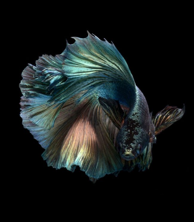 This Thai Photographer Captures Aquarium Fish Like No Other » Design ...