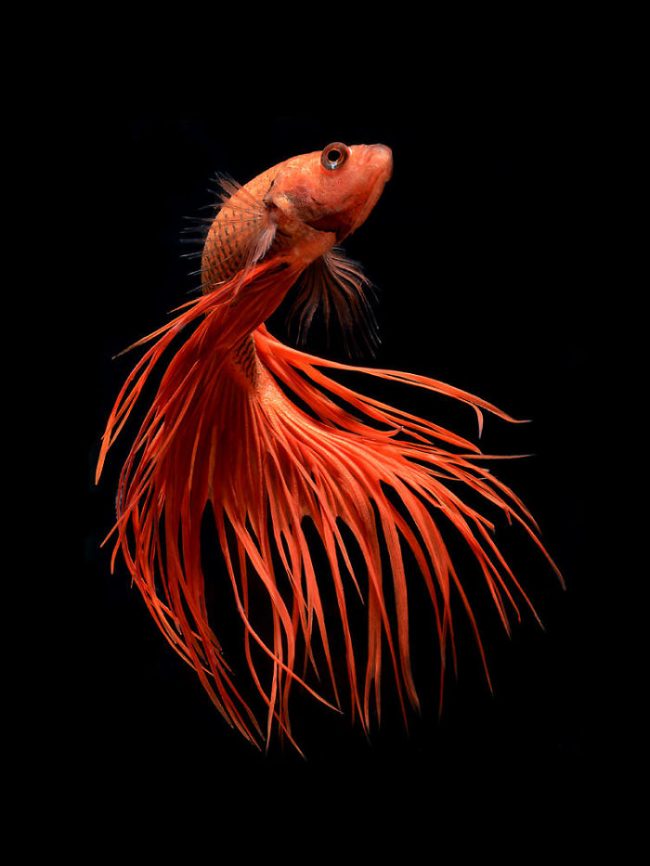 This Thai Photographer Captures Aquarium Fish Like No Other » Design ...