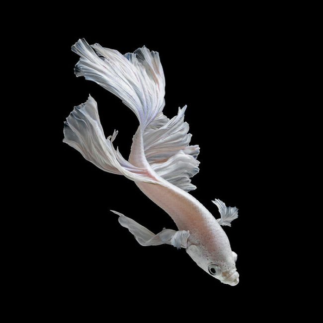 This Thai Photographer Captures Aquarium Fish Like No Other » Design ...