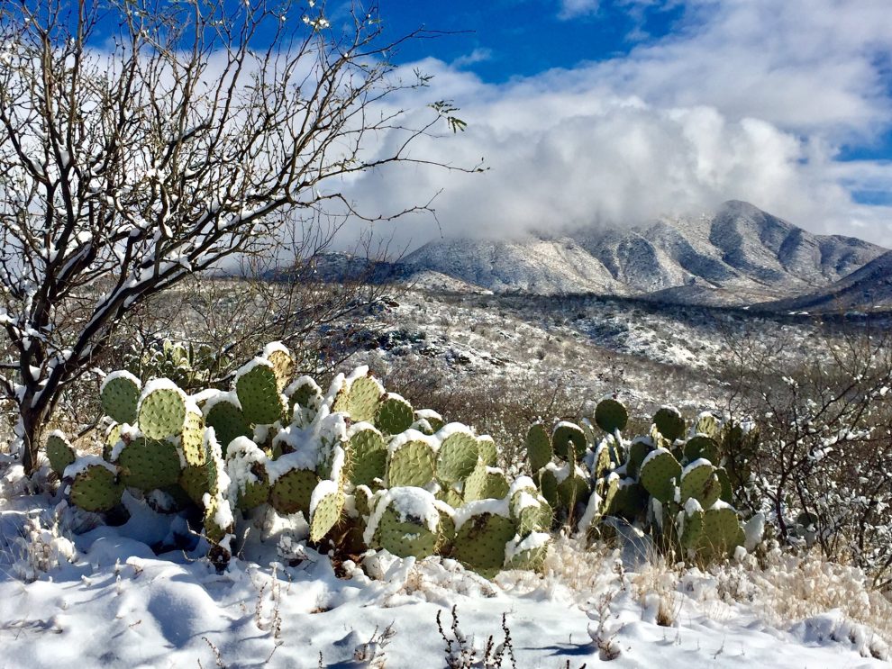 Snow Just Fell In Arizona Desert And Even Though These Frosty Photos ...