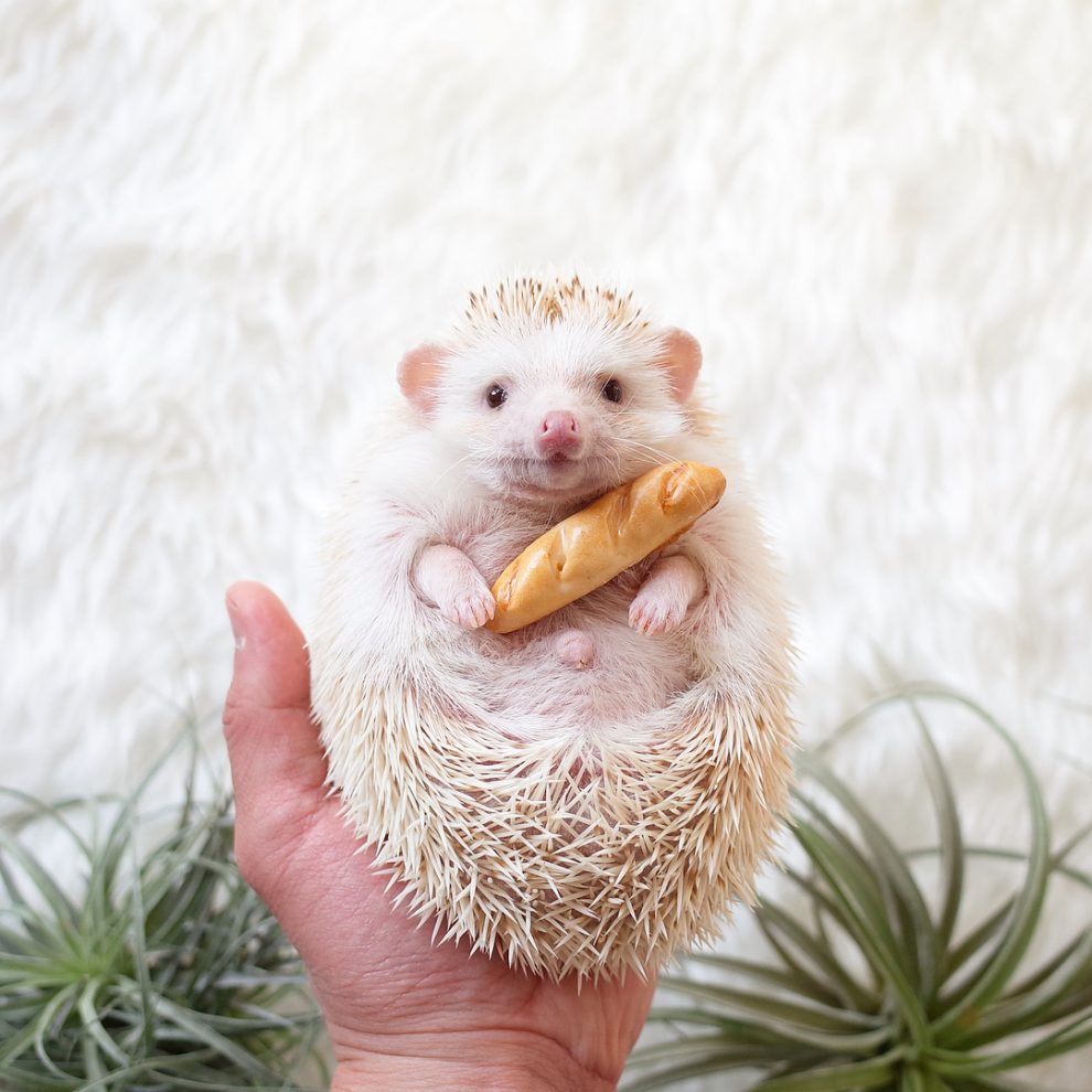 Japan’s Tiny Instagram Models, These Hedgehogs’s High Concept ...