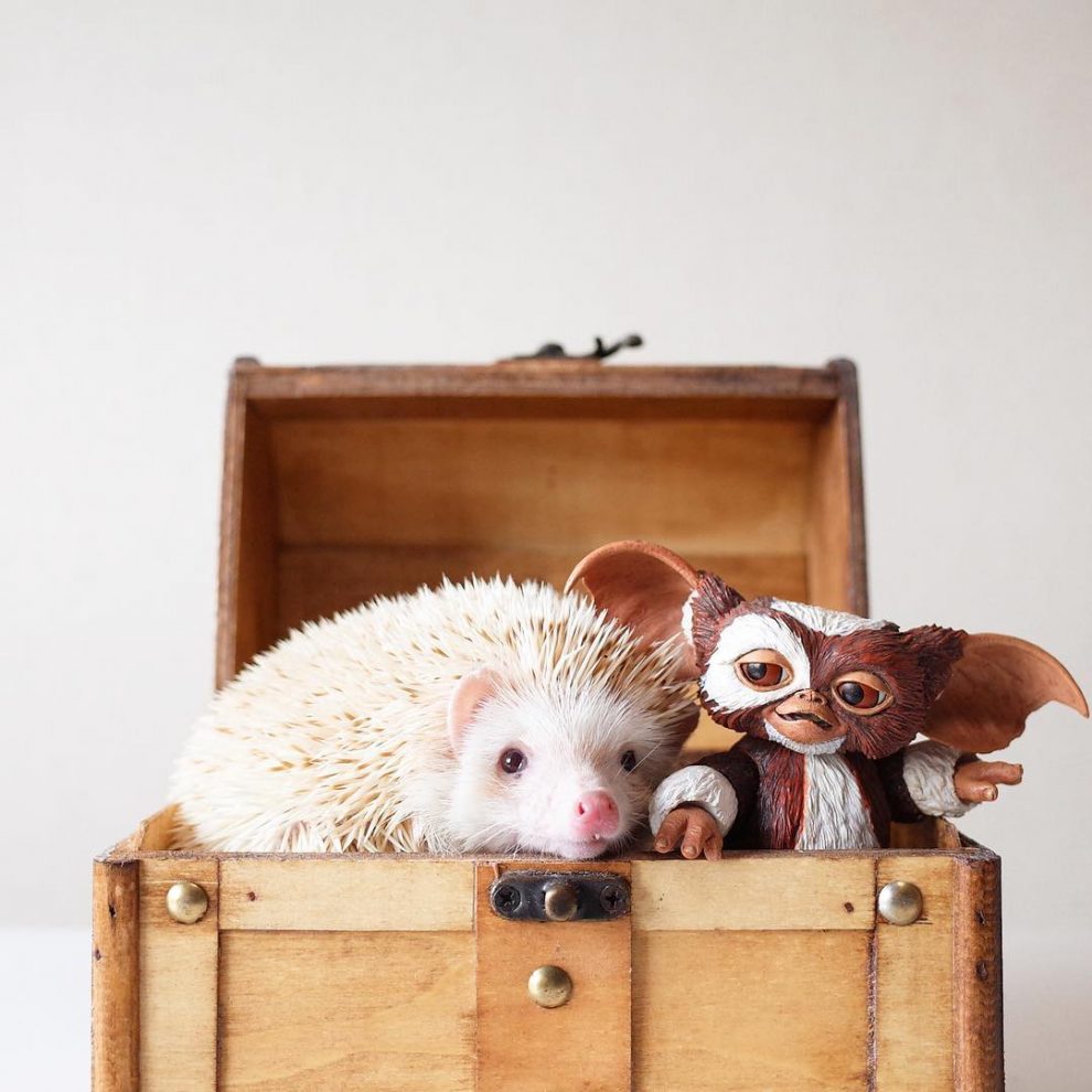 Japan’s Tiny Instagram Models, These Hedgehogs’s High Concept ...