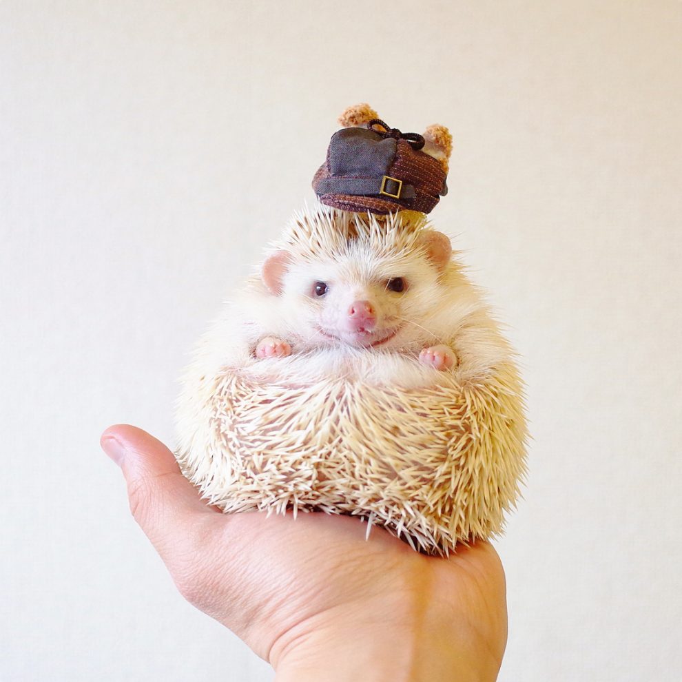 Japan’s Tiny Instagram Models, These Hedgehogs’s High Concept ...