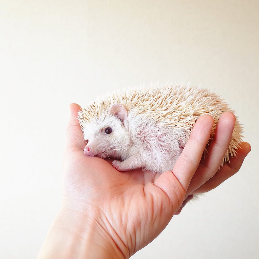 Japan’s Tiny Instagram Models, These Hedgehogs’s High Concept ...