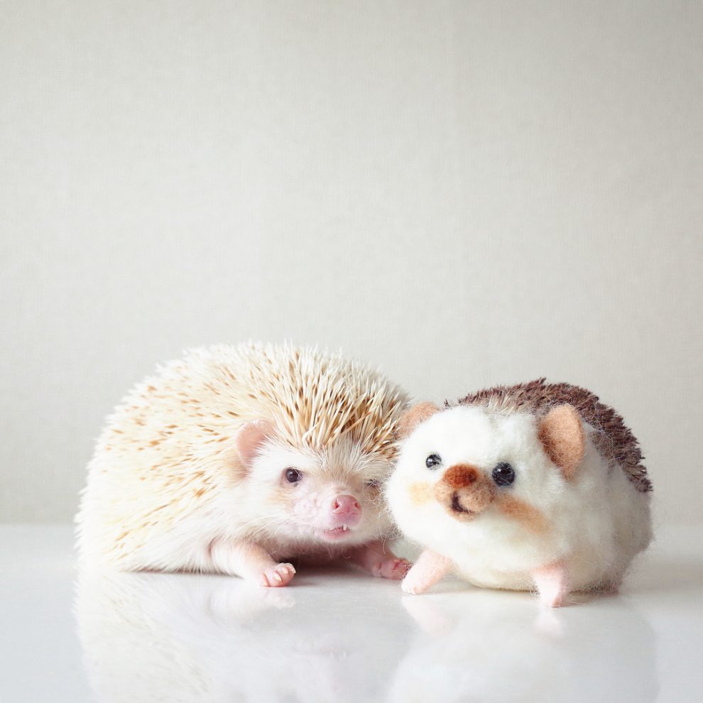 Japan’s Tiny Instagram Models, These Hedgehogs’s High Concept ...