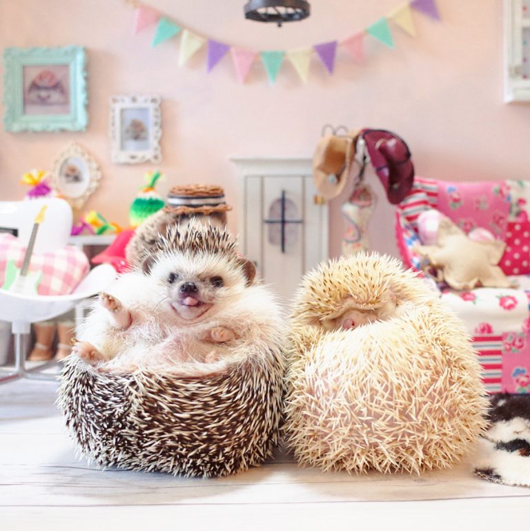 Japan’s Tiny Instagram Models, These Hedgehogs’s High Concept ...